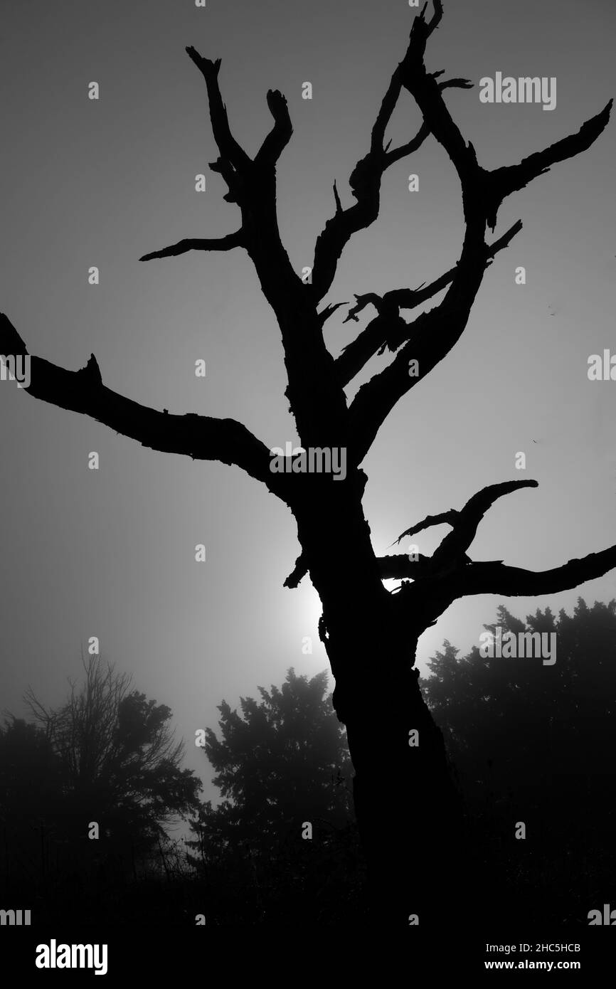 Tree trees of life Black and White Stock Photos & Images - Alamy