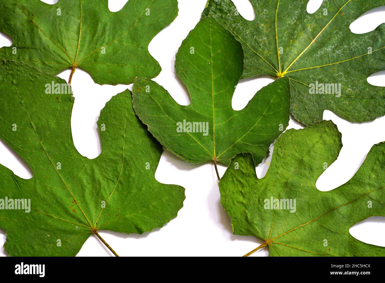 Dried fig leaves hi-res stock photography and images - Alamy