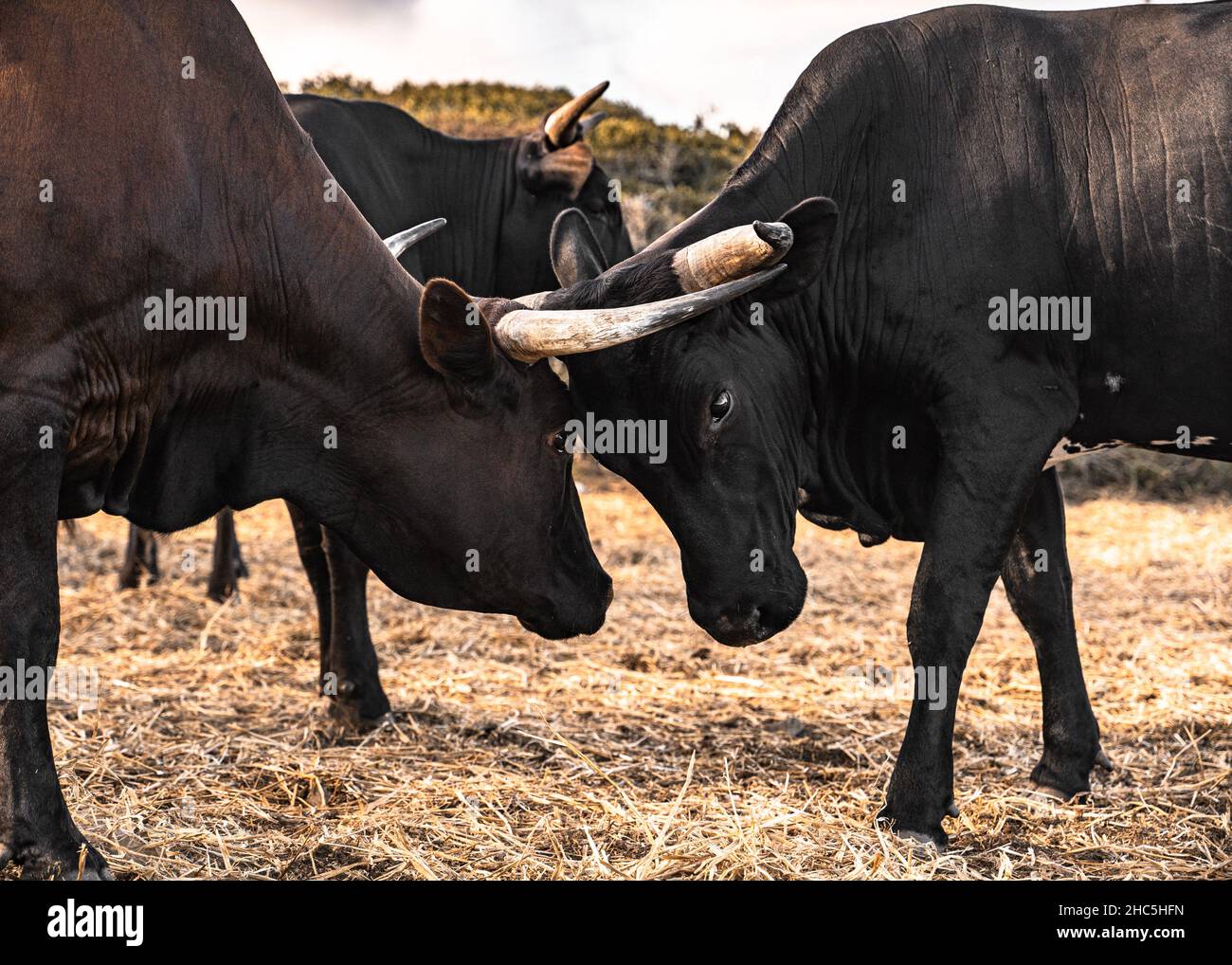 Closeup of two bulls with big horns fighting on a field of dry grass ...
