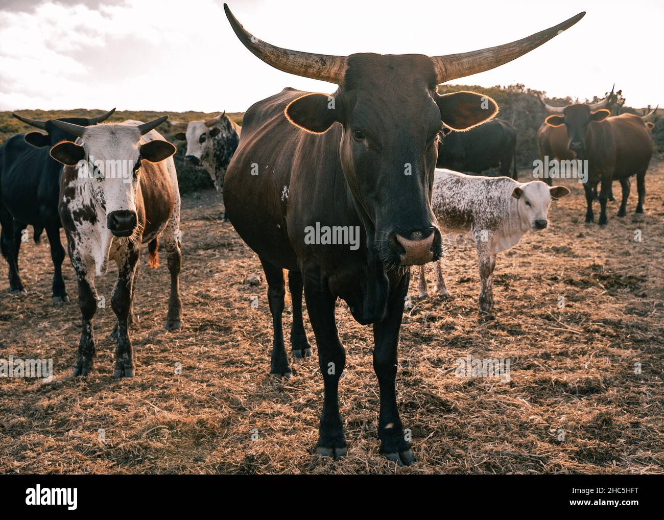 Group of bulls with big horns on a field of dry grass under a cloudy ...