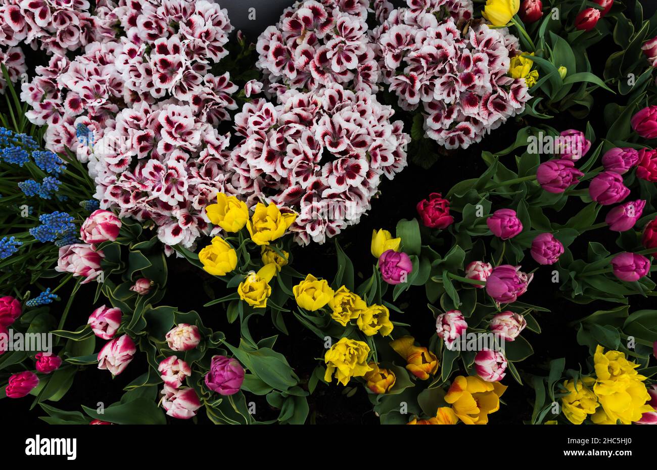 View from above over a variated blooming flower field Stock Photo - Alamy