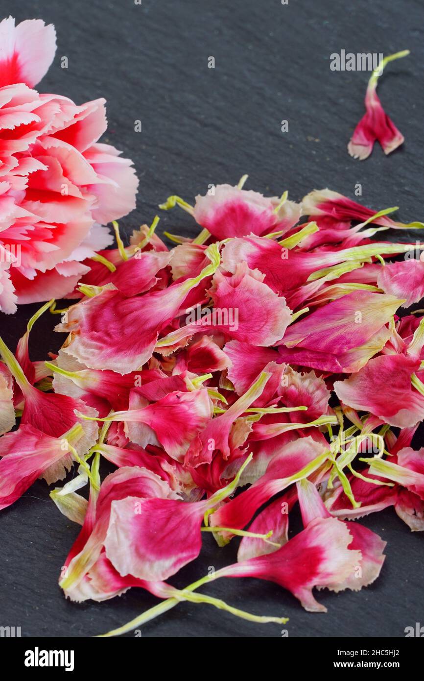 Pressed carnation flower petals in pink and white Stock Photo - Alamy