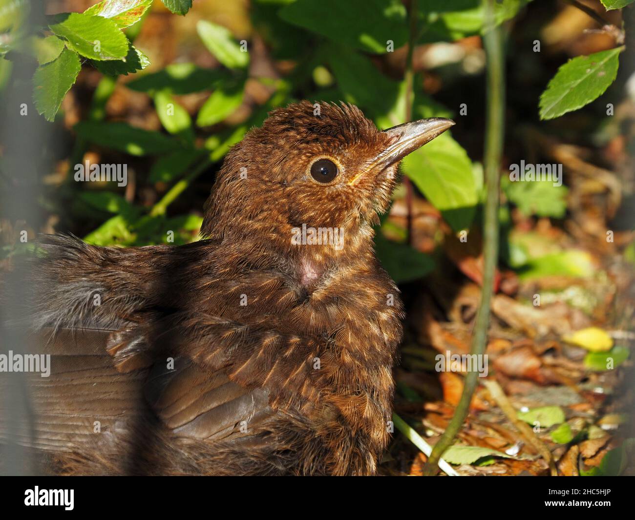 Blackbird sunbathing hi-res stock photography and images - Alamy