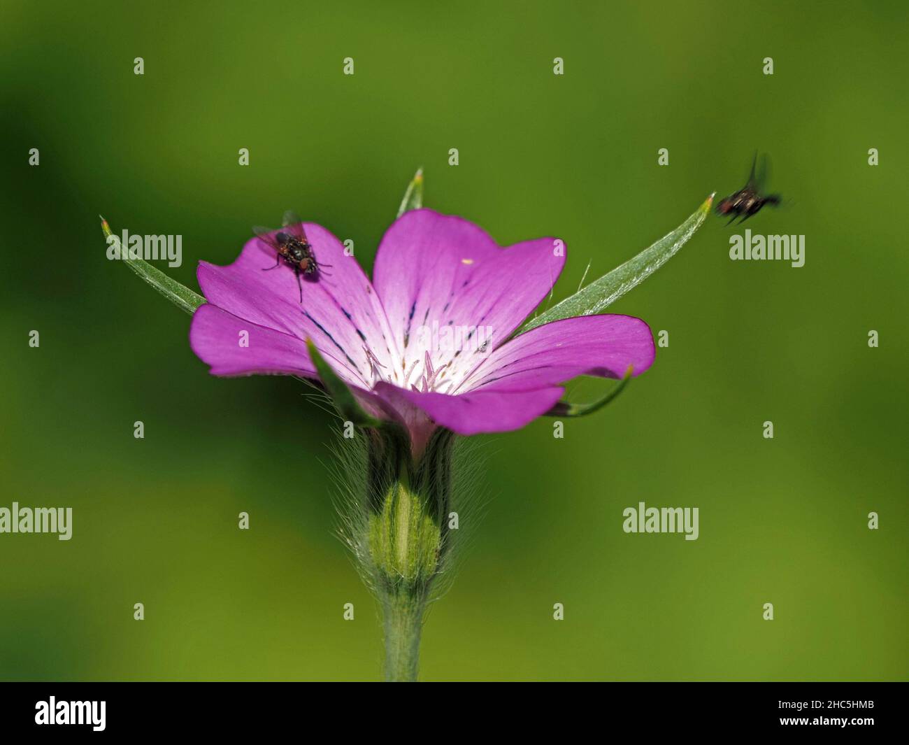 2 flies visiting single purple flower of common corn-cockle (Agrostemma ...