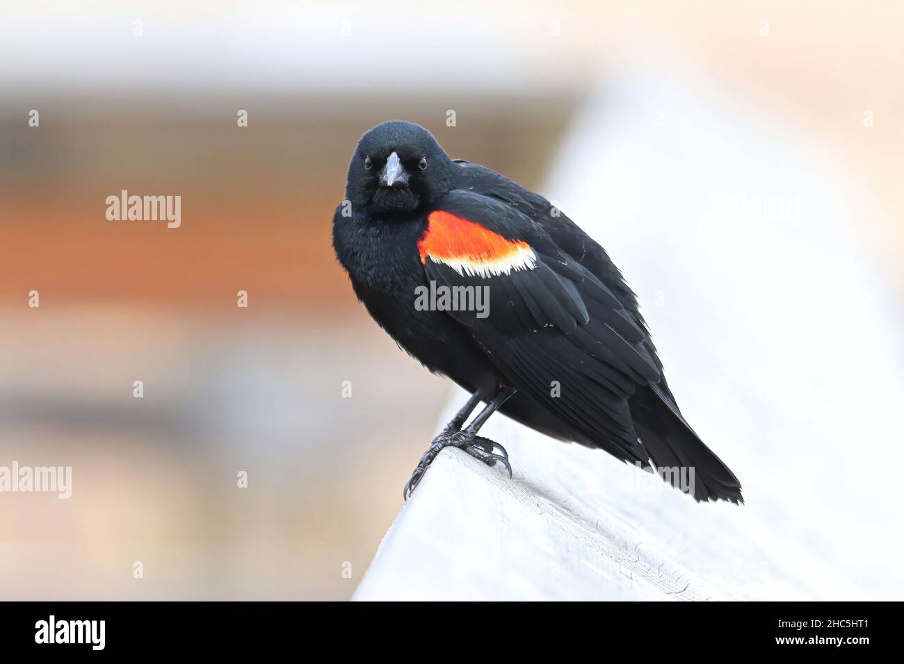 Bar winged rail hi-res stock photography and images - Alamy