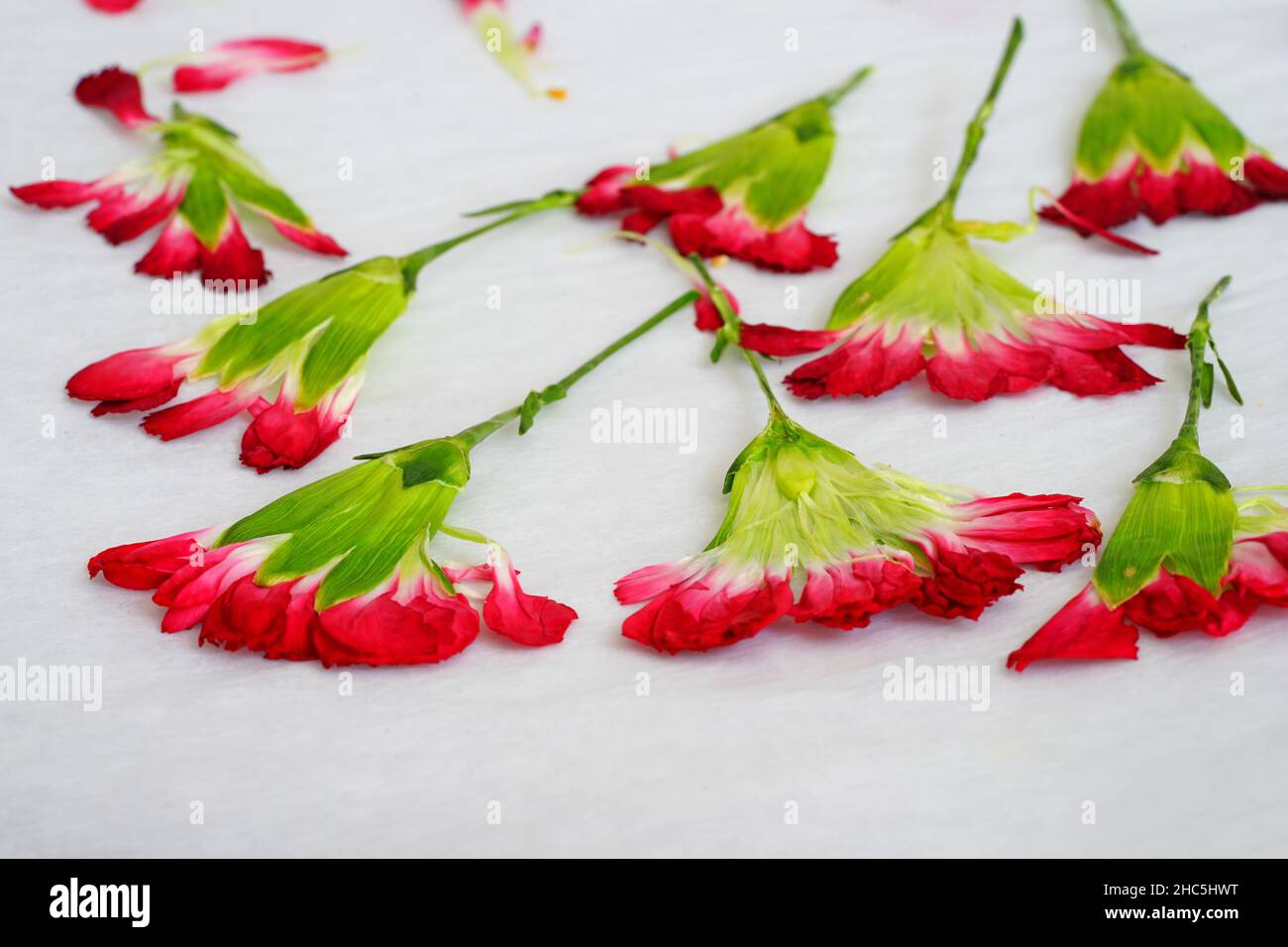 Pressed carnation flower petals in pink and white Stock Photo - Alamy