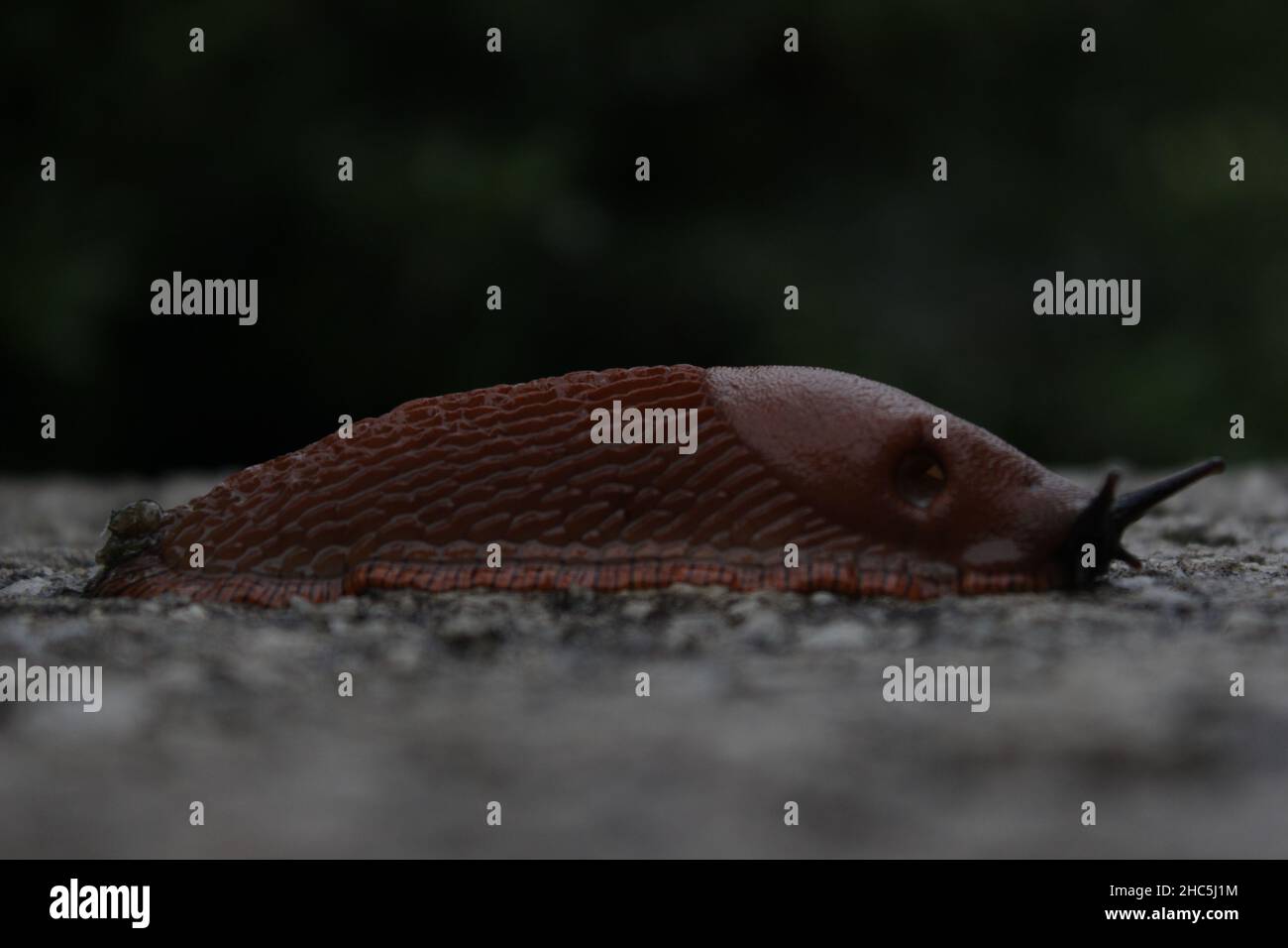 Selective focus shot of a brown slug standing on the ground Stock Photo ...