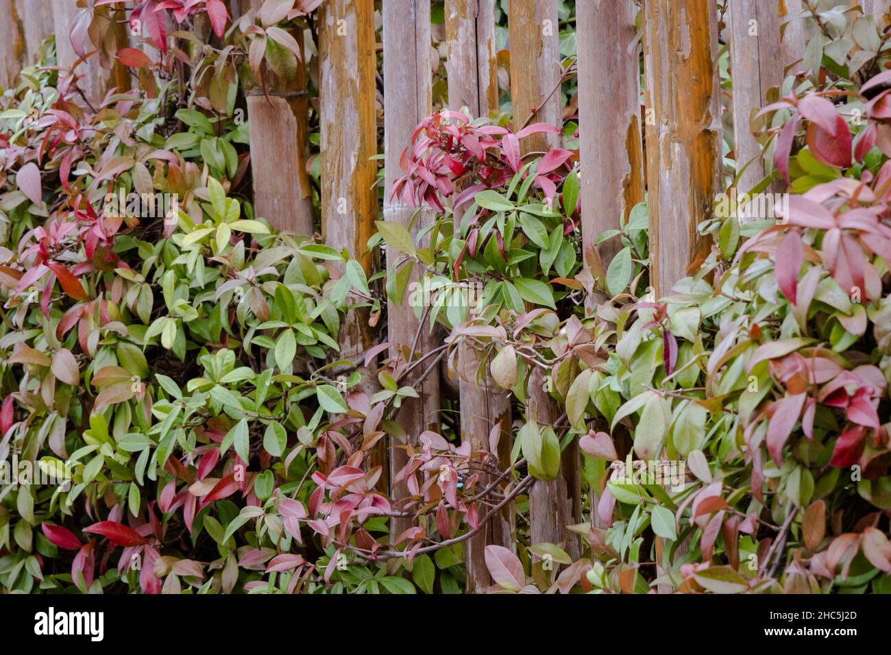 Closeup shot virginia creeper hi-res stock photography and images - Alamy
