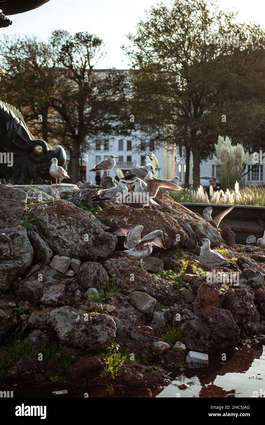Birds Of Brighton High Resolution Stock Photography and Images - Alamy