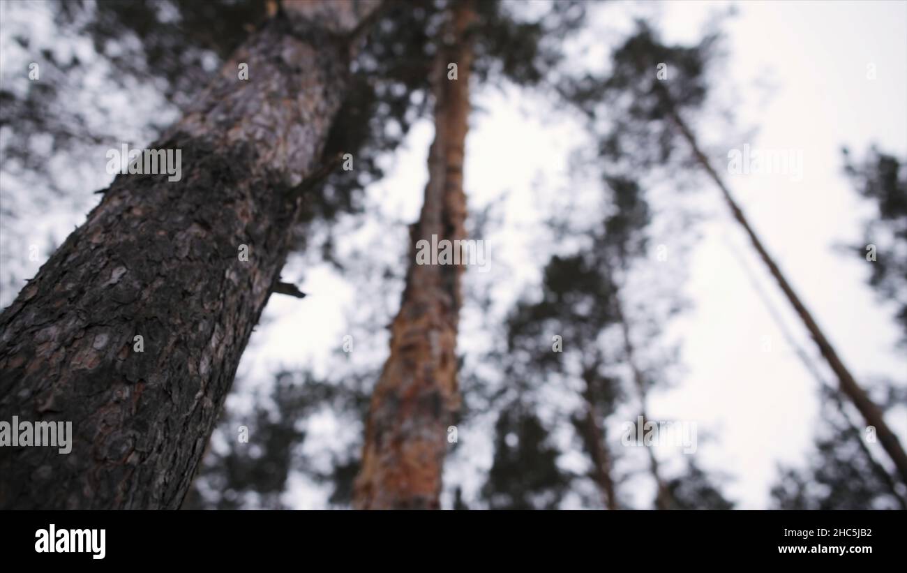Bottom view of the pine trees against the cloudy sky. Trees in a forest ...