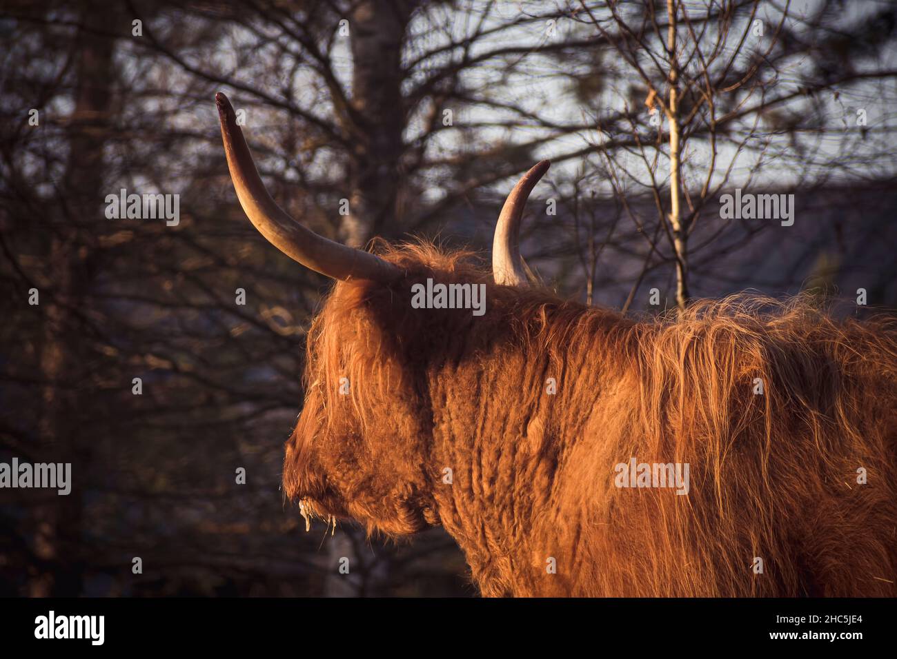 Scottish Highland cow on a sunny autumnal morning in an outdoor ...