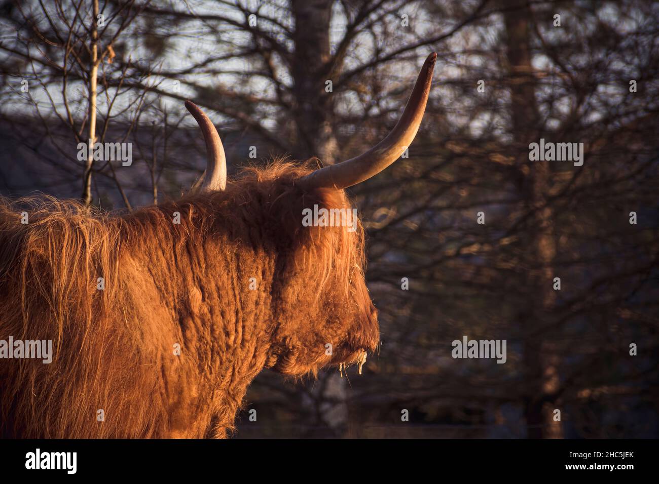 Scottish Highland cow on a sunny autumnal morning in an outdoor ...