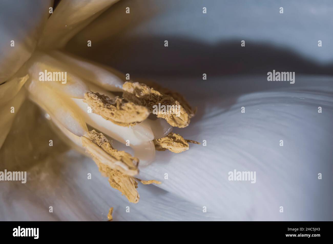 Macro shot of white tulip pistils, pollen, and other details Stock ...