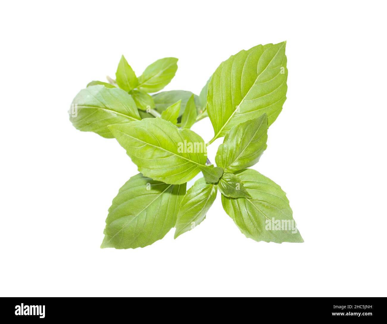 Basilic leaves hi-res stock photography and images - Alamy