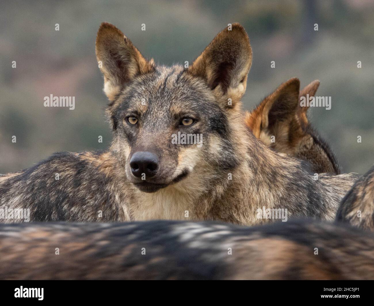 Leaping Iberian Wolf