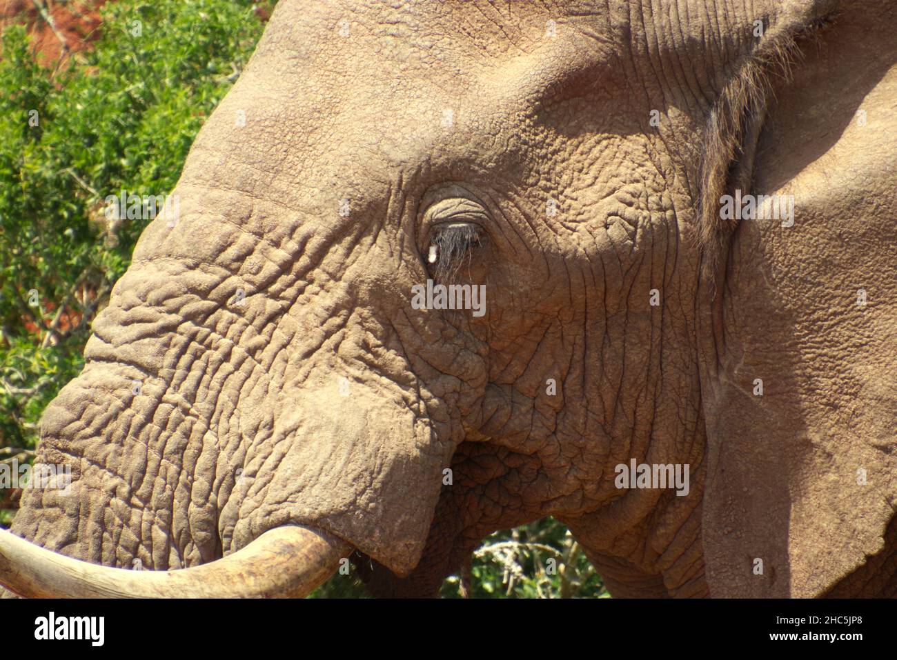 Closeup of the face of a beautiful wrinkly South African elephant Stock ...