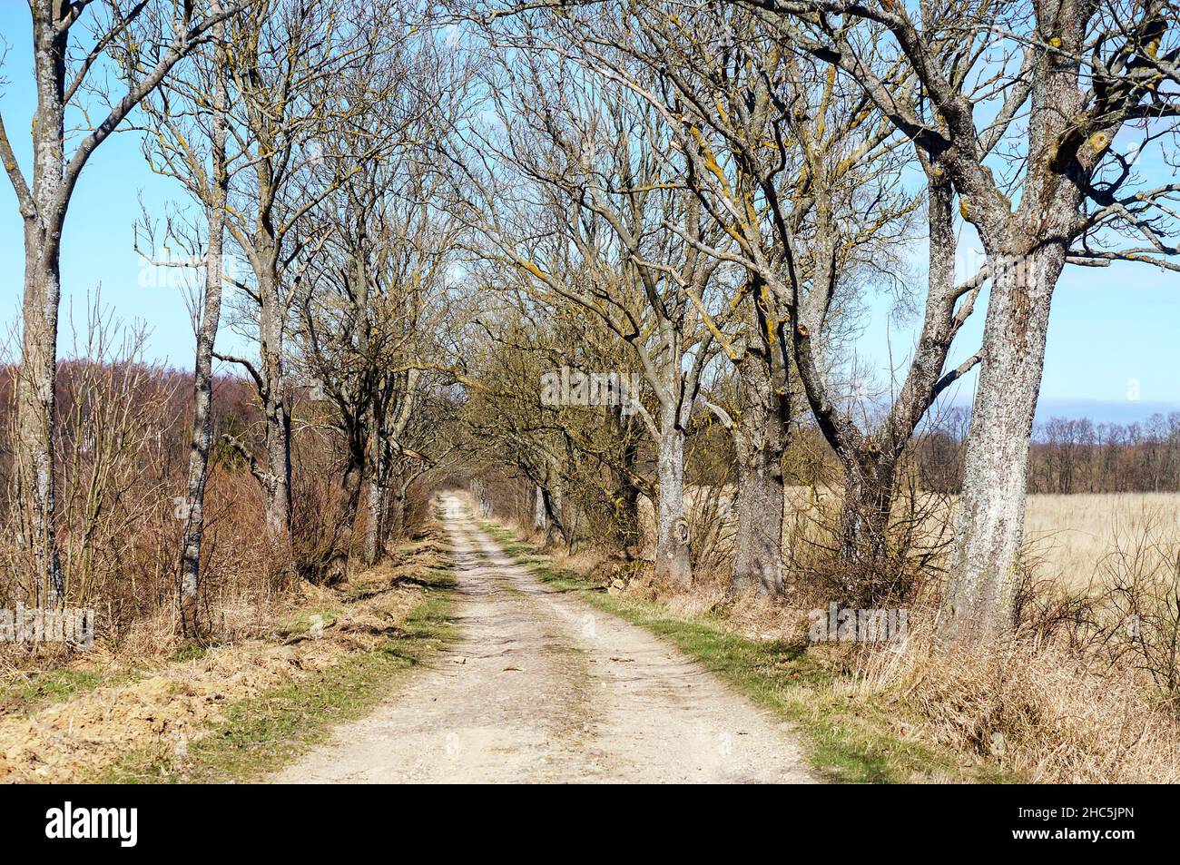 Spring in the woods and a long road. A forest road in spring. A ...