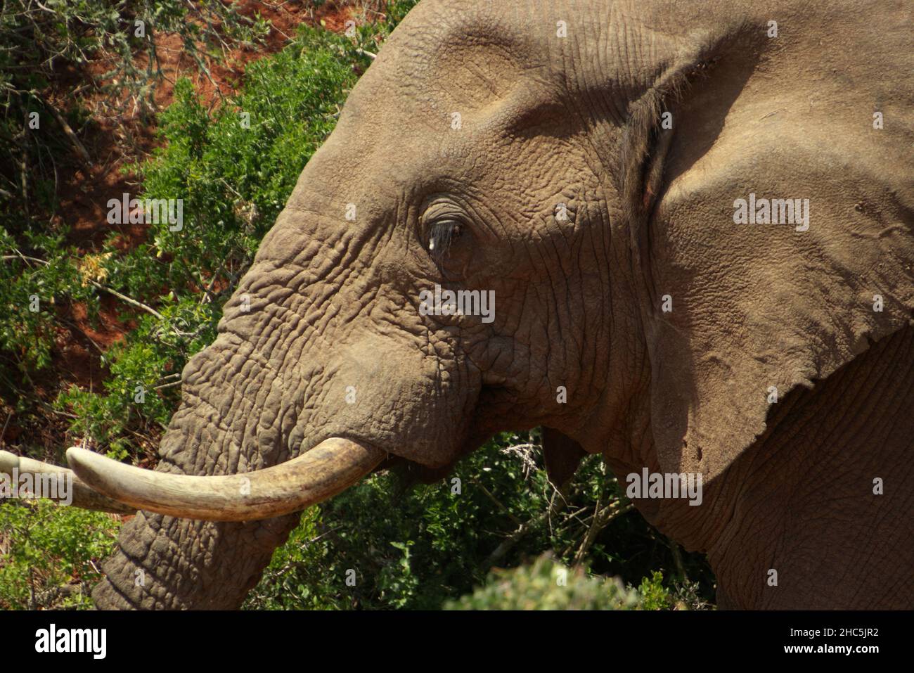 Closeup of the face of a beautiful wrinkly South African elephant Stock ...