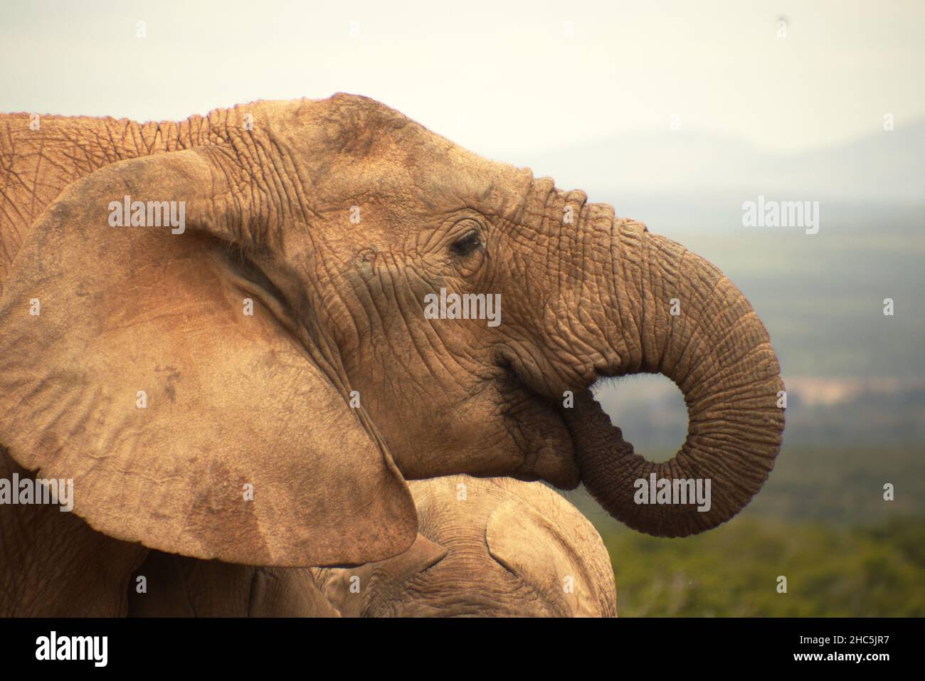 Beautiful elephant head close up hi-res stock photography and images ...