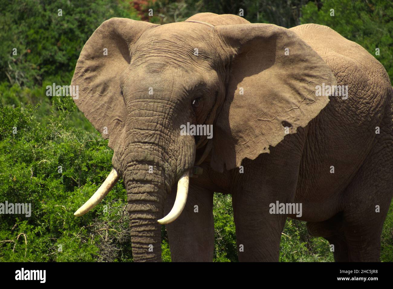 Closeup of a beautiful grey South African elephant in the zoo Stock ...