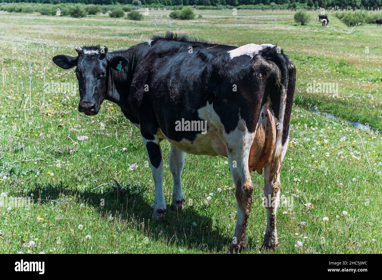 Argentine dairy cow looking at camera Stock Photo - Alamy