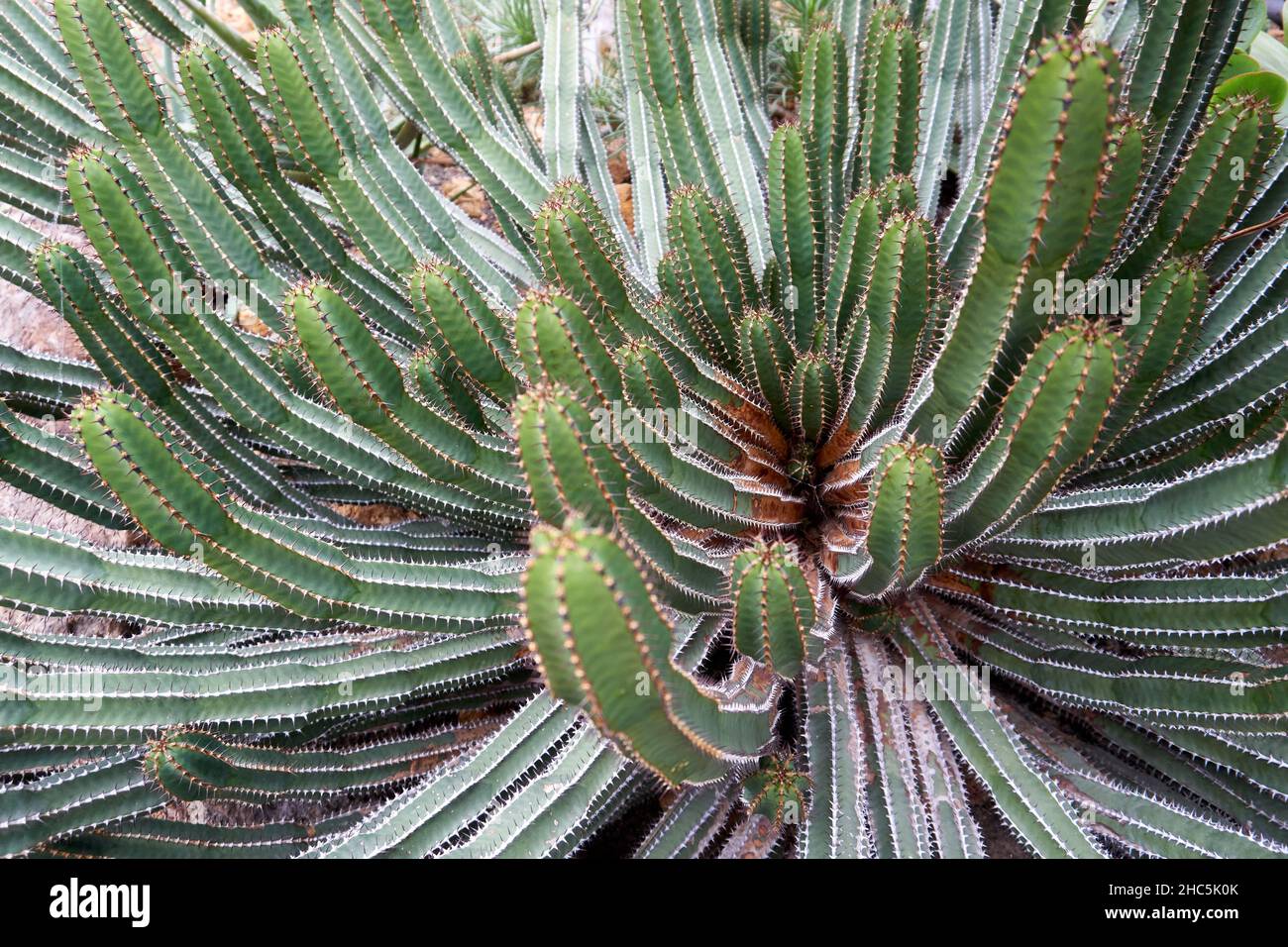 Closeup color desert design hi-res stock photography and images - Alamy