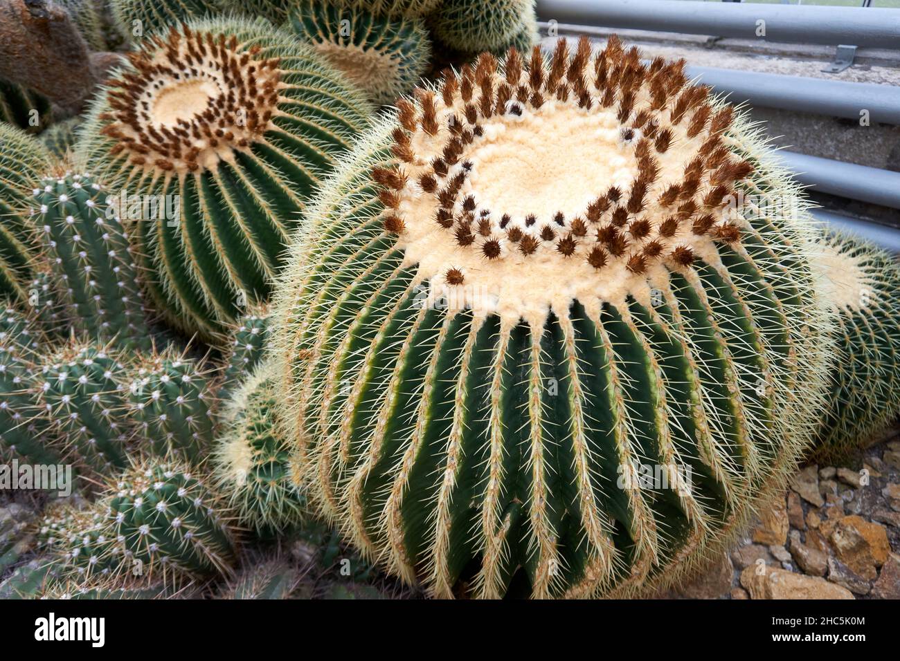 Closeup color desert design hi-res stock photography and images - Alamy