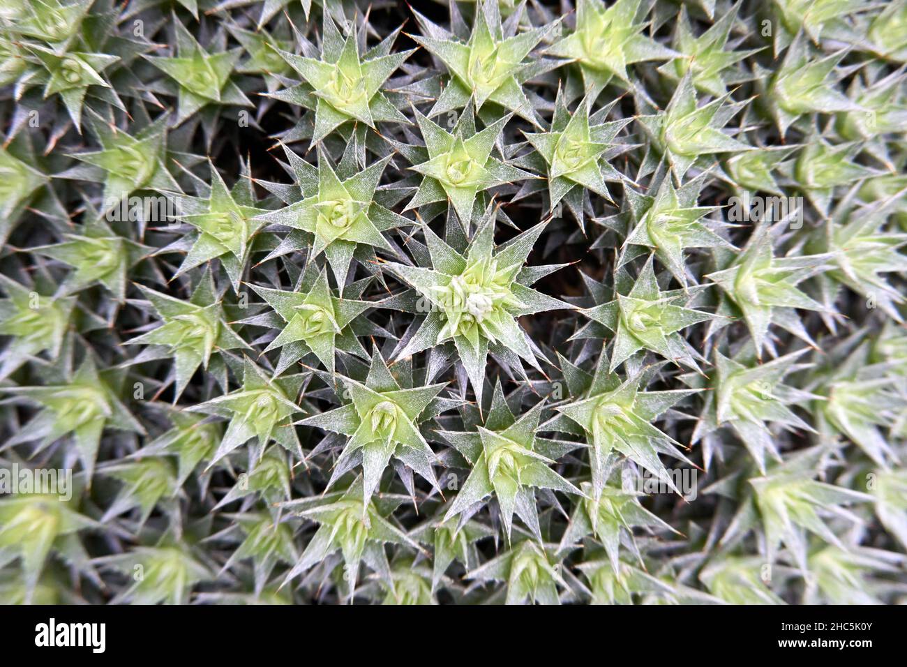 Metal thorns hi-res stock photography and images - Alamy