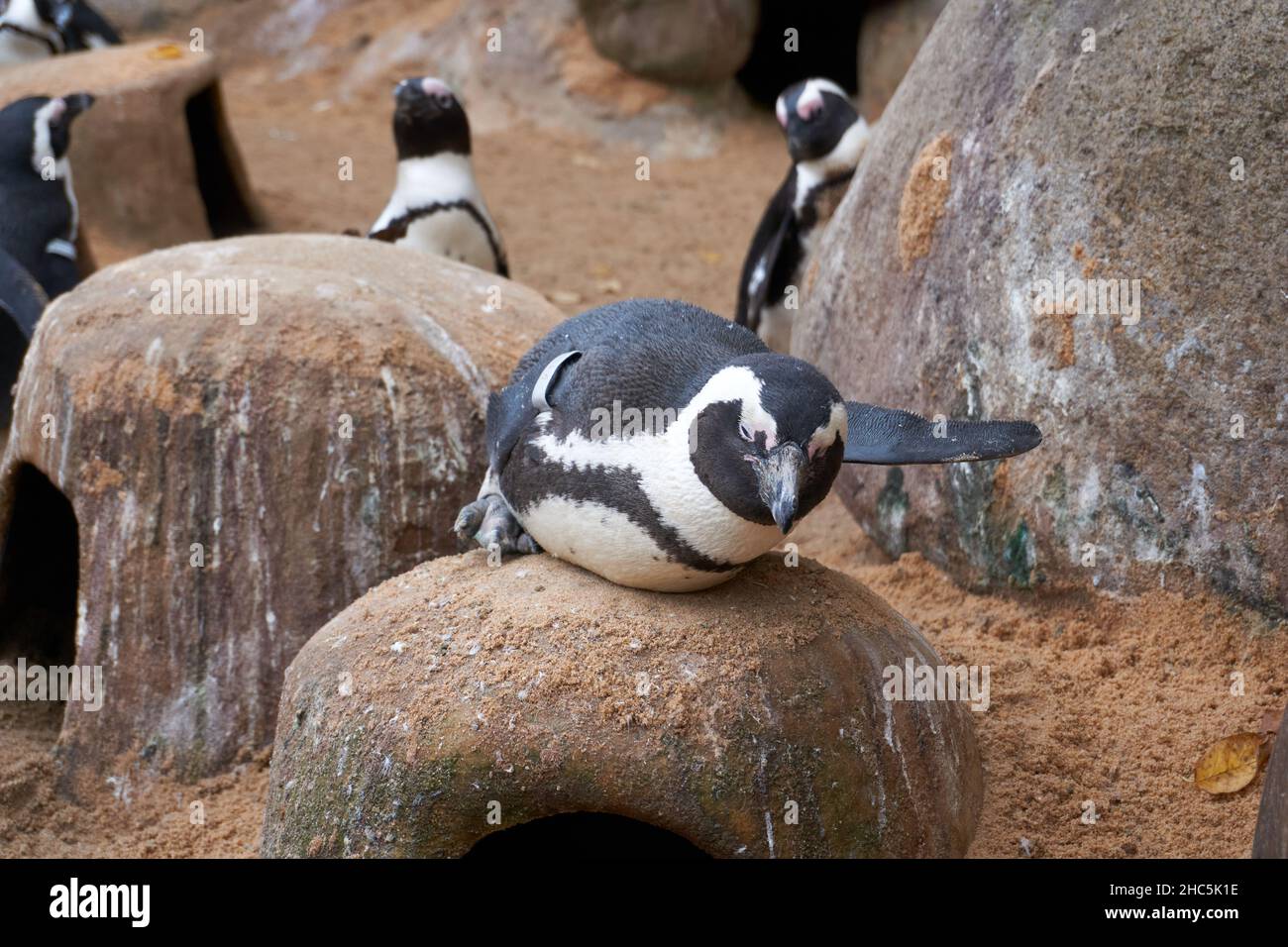 Closeup shot of cute penguins at the zoo Stock Photo - Alamy