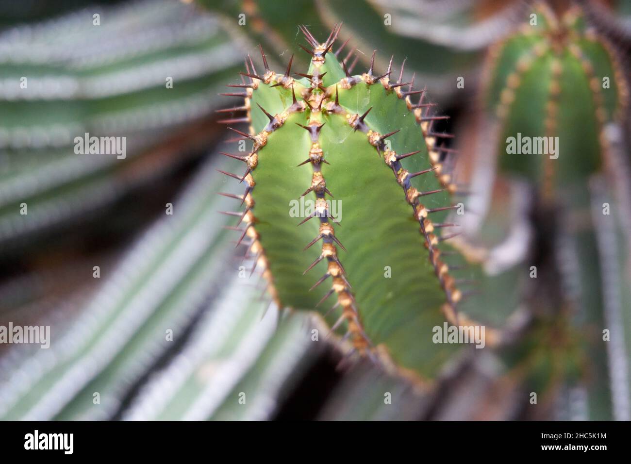 Cactus big thorns hi-res stock photography and images - Alamy