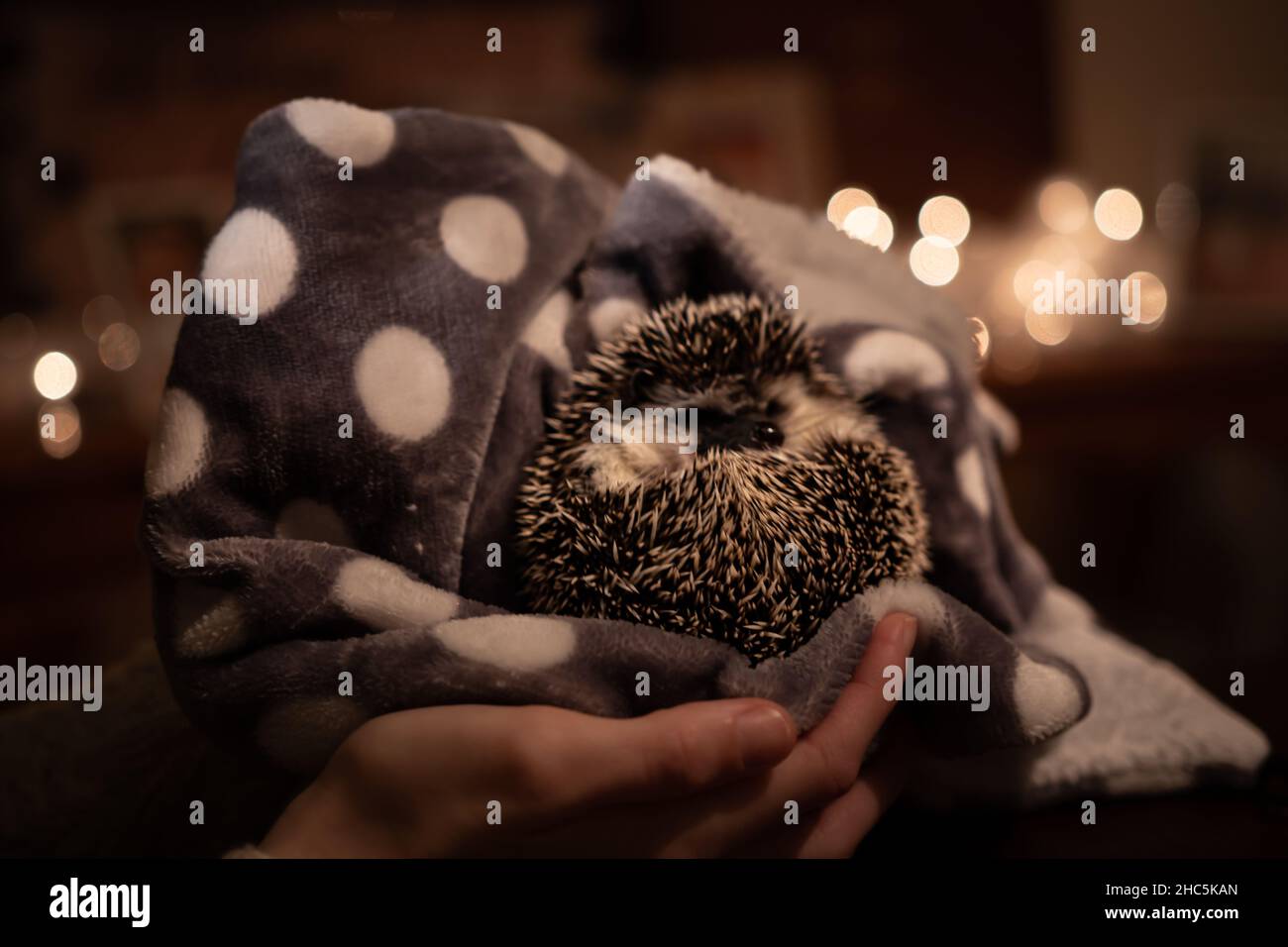 Cute, little hedgehog sleeping on a soft blanket with a blurred ...