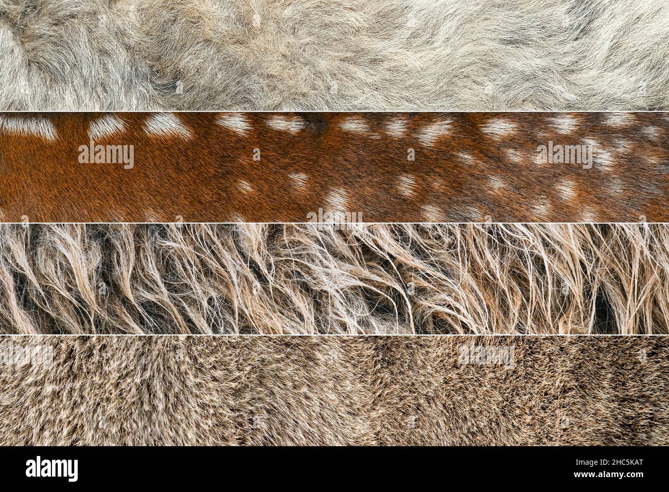 Collage of photos of wool and fur coat of different animals. Deer, goat ...
