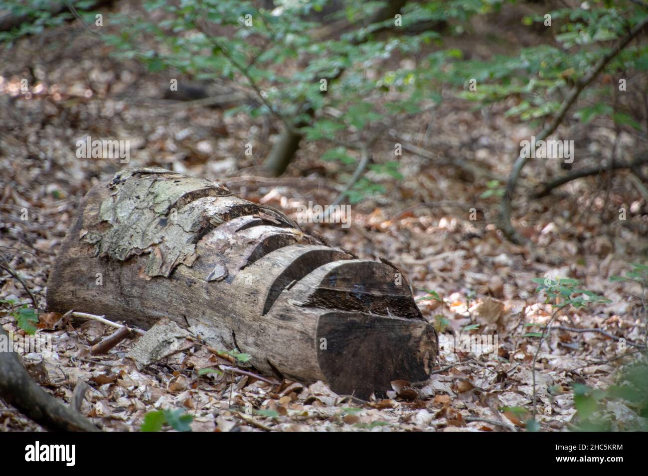 Landscape of cut fallen log in the forest in Kaiserslautern Stock Photo ...