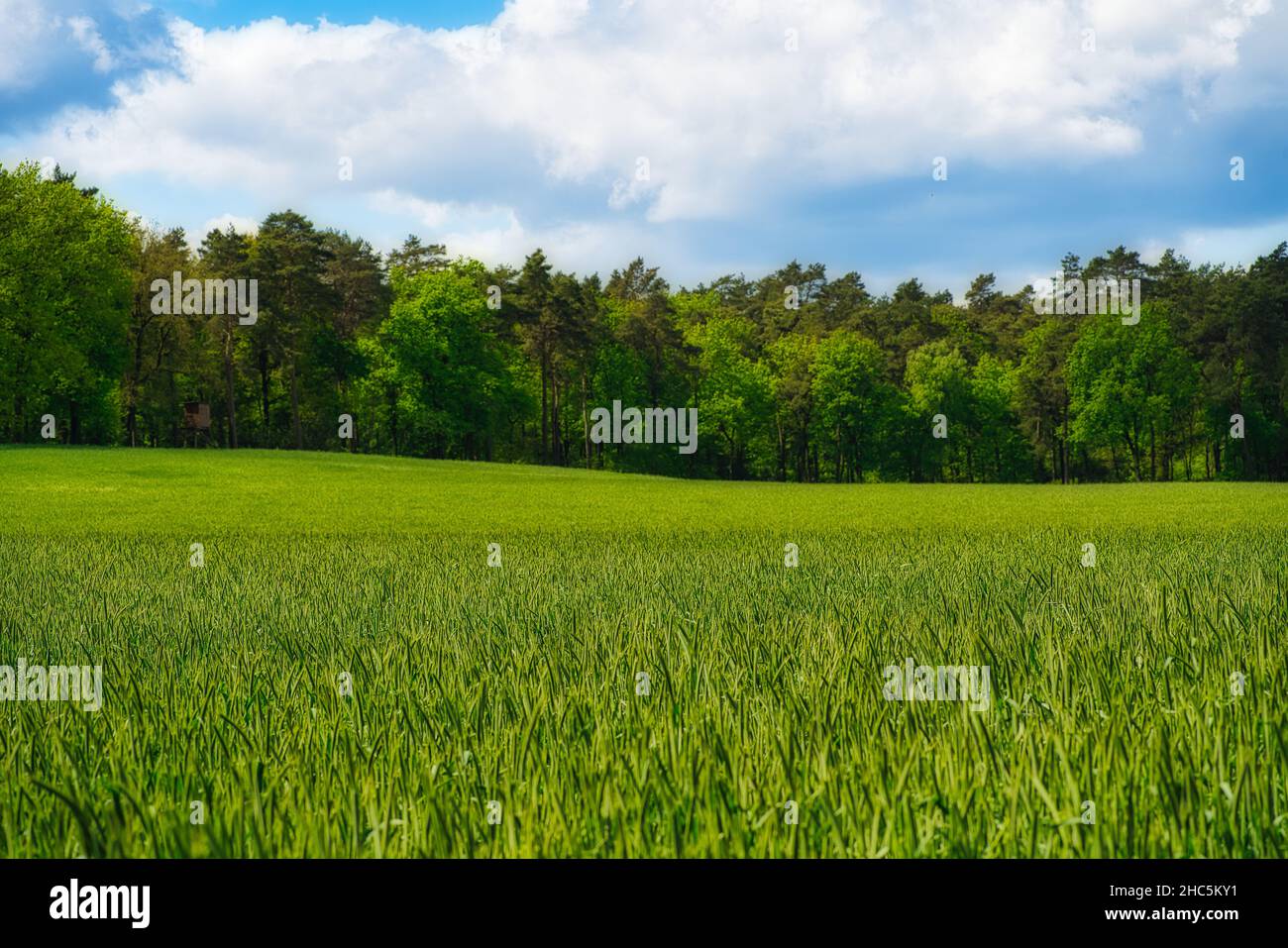 Green field with a forest background under a cloudy sky in Nordrhein ...