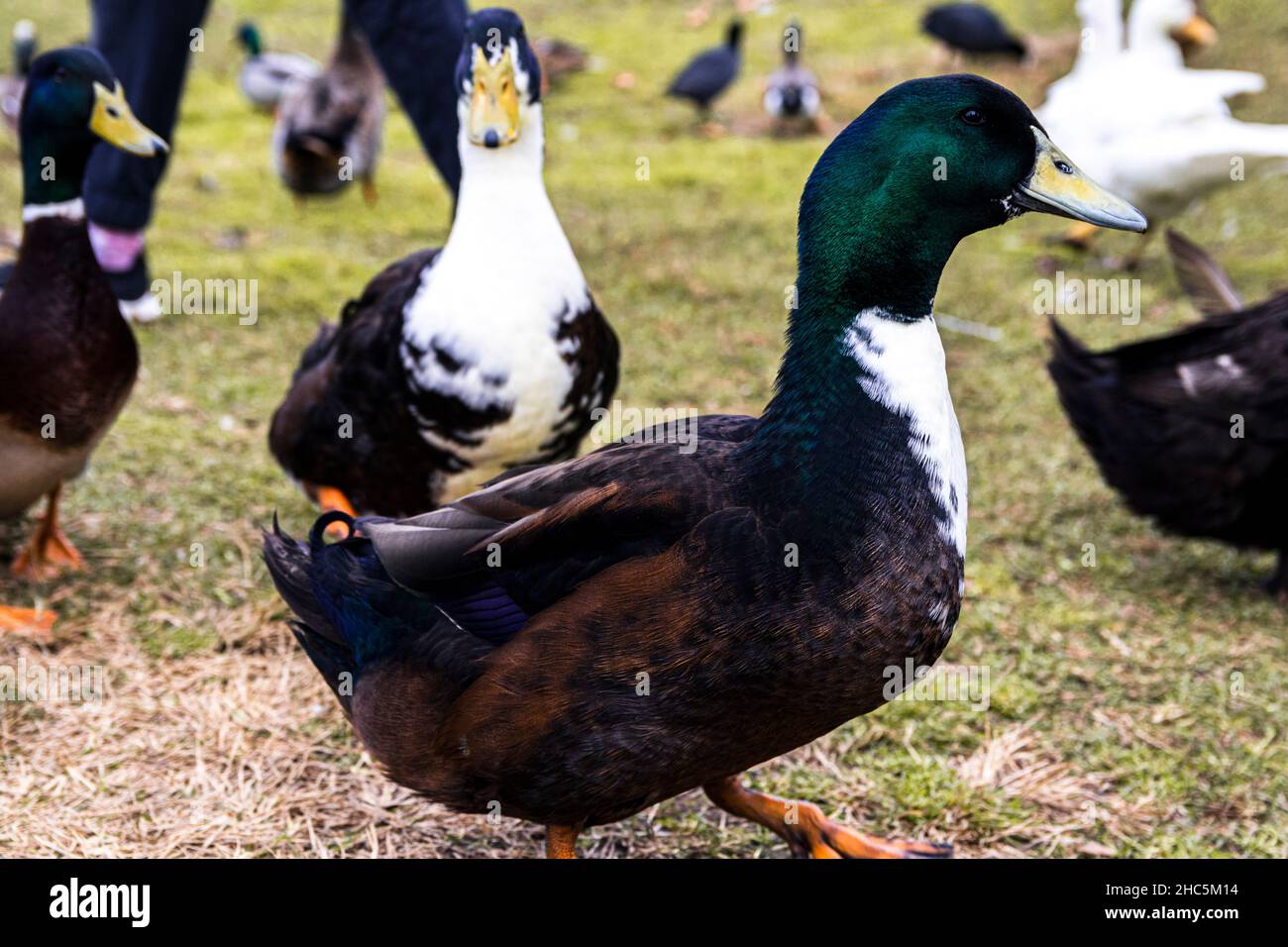Black Farm Duck