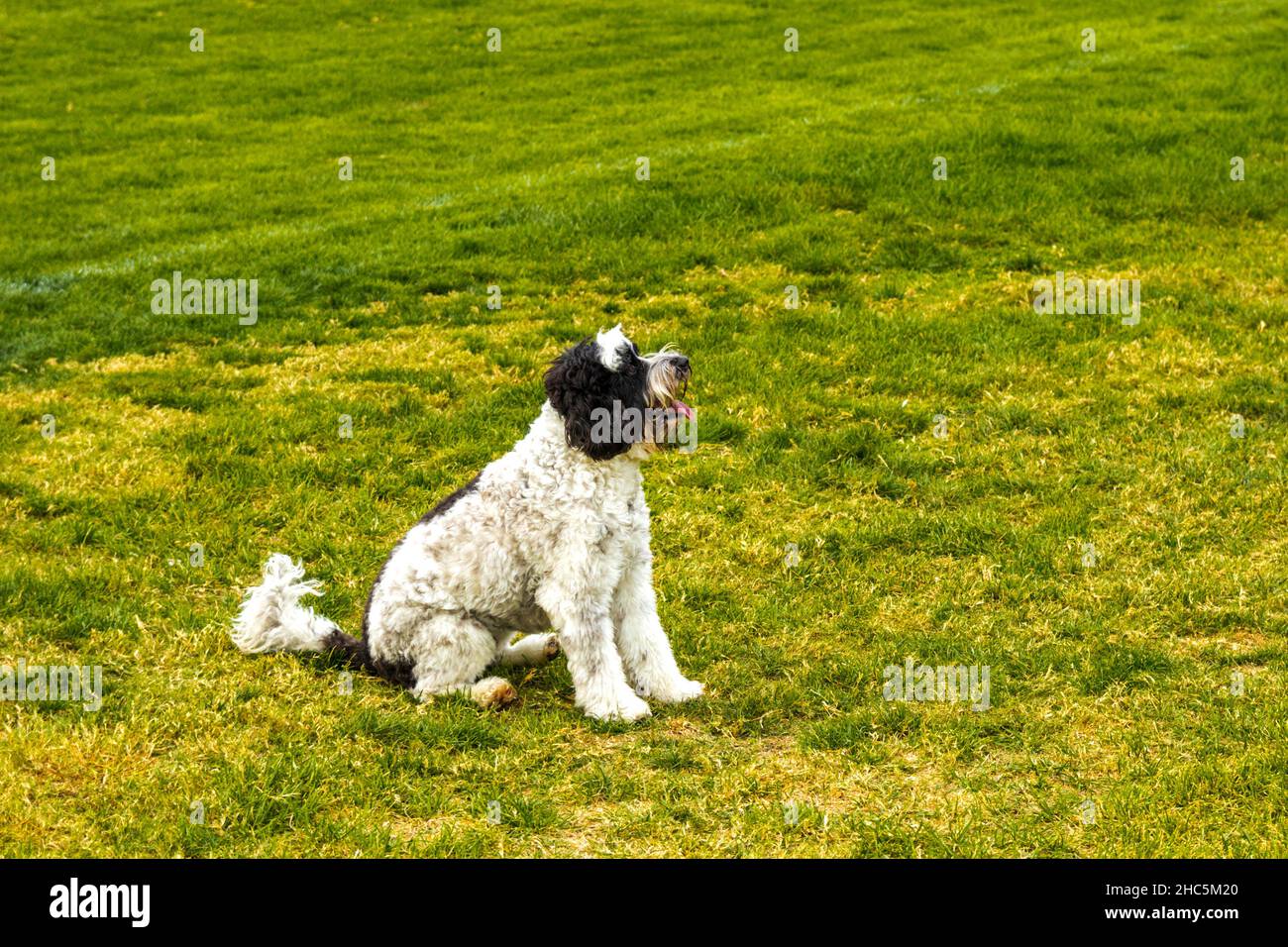 Labradoodle in a field hi-res stock photography and images - Alamy