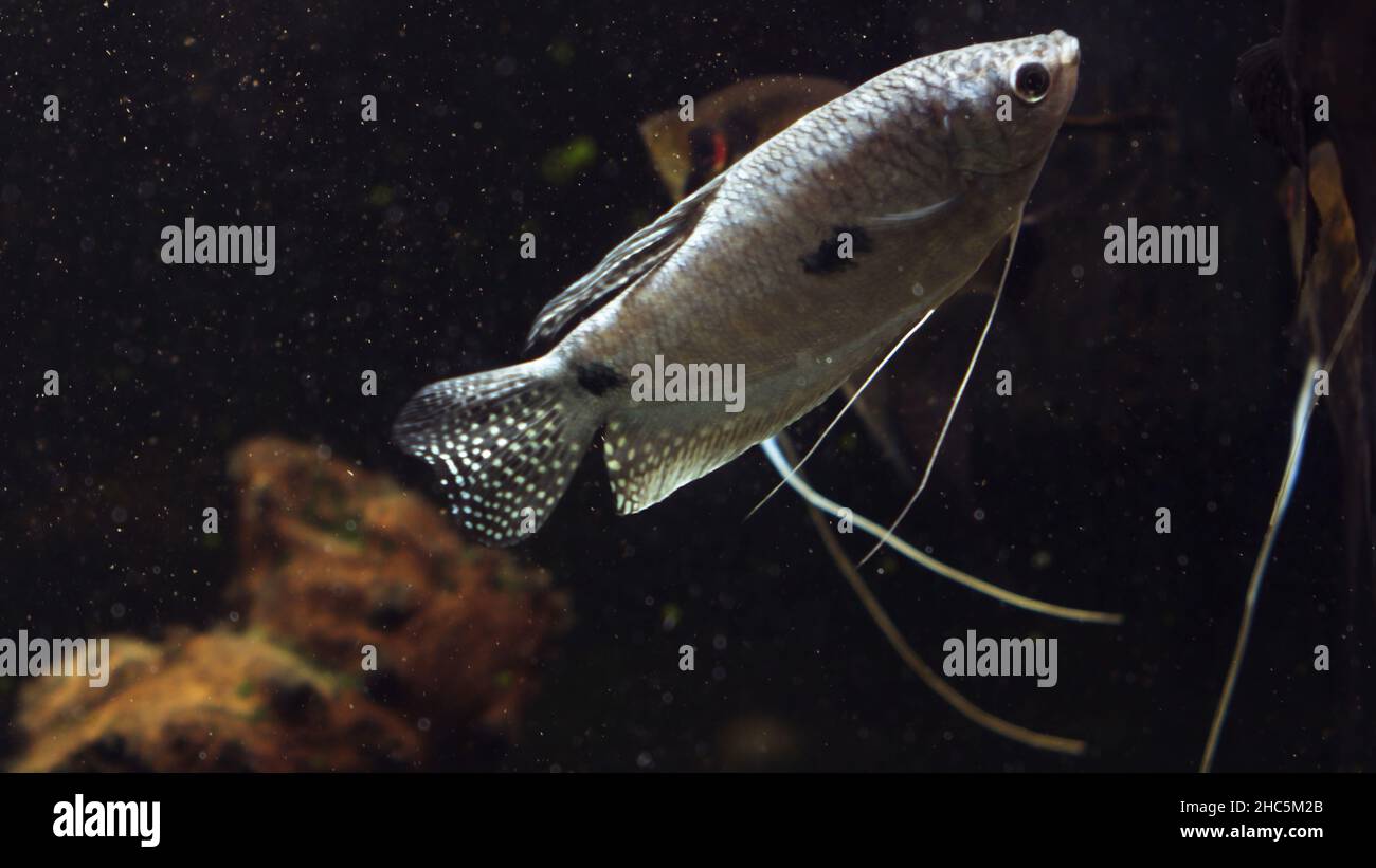 Angle fish in aquarium. Beautiful aquarium still life with swimming ...