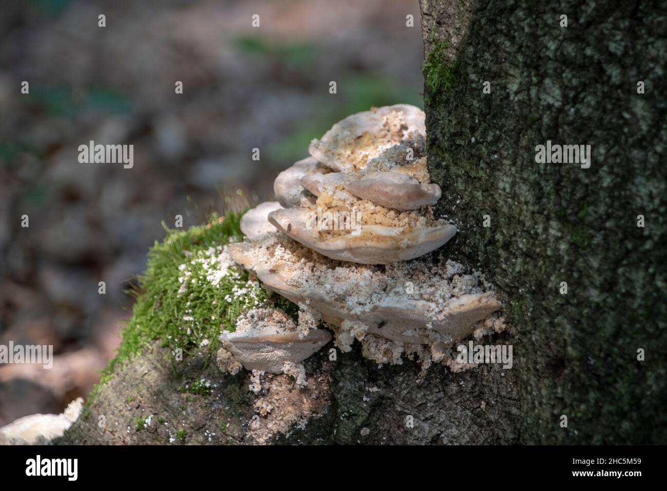 Trametes elegans hi-res stock photography and images - Alamy