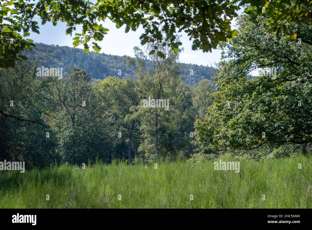 Landscape of green forest scene in Wildpark in Kaiserslautern Stock ...