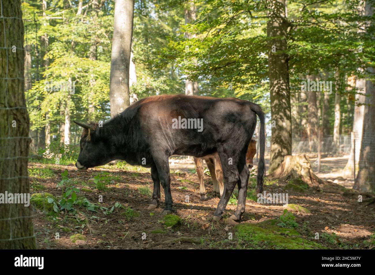 Landscape of black bull in Wildpark in Kaiserslautern Stock Photo - Alamy