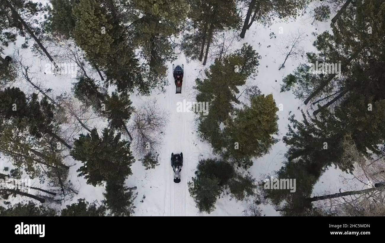 Snowmobiles ride on the snow-covered road among green coniferous forest ...