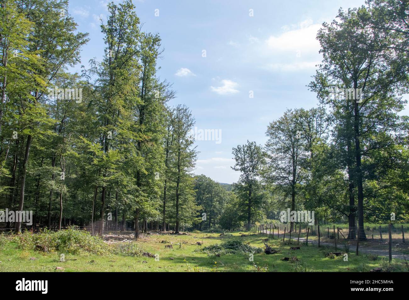 Landscape of green forest scene in Wildpark in Kaiserslautern Stock ...