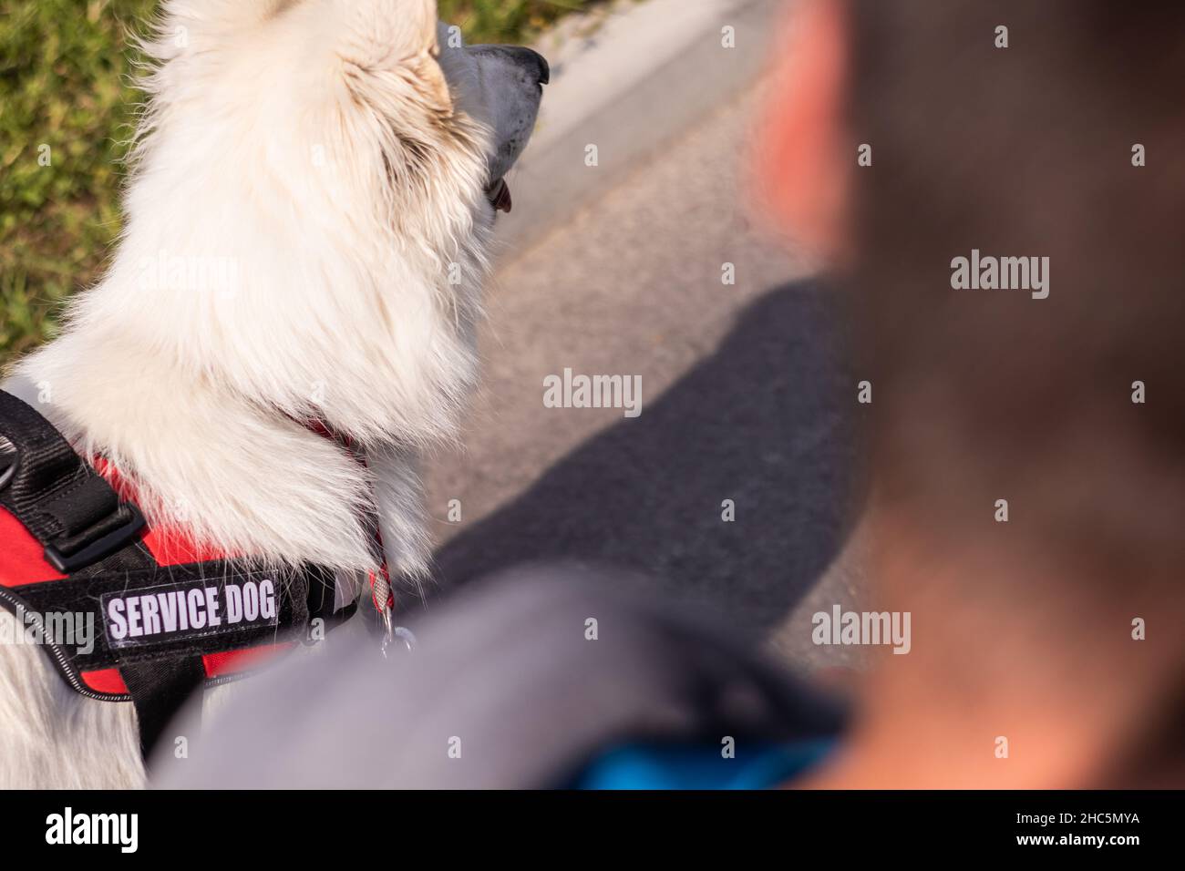 Man with disability and his service dog, a beautiful White Swiss ...