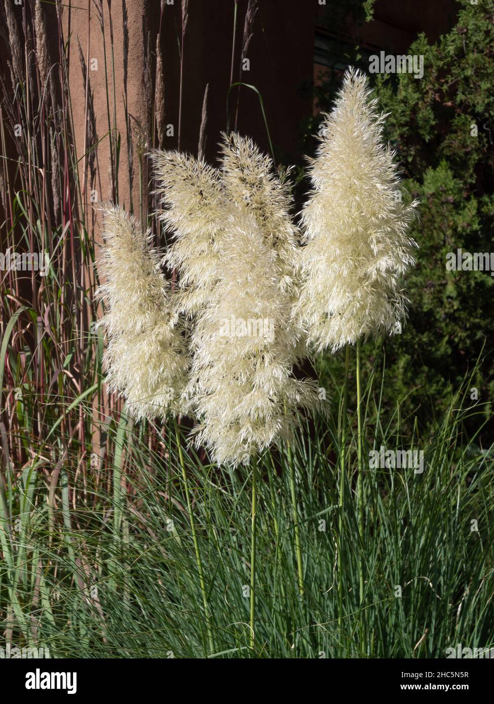 Dwarf Pampas Grass Uk Informacionpublicasvetgobgt