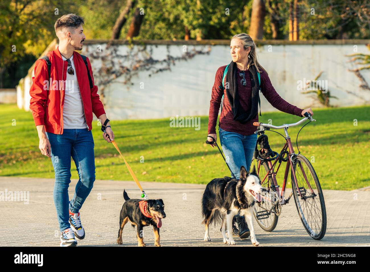 Two friends walking the dog with leashes in a park next to a lake Stock ...