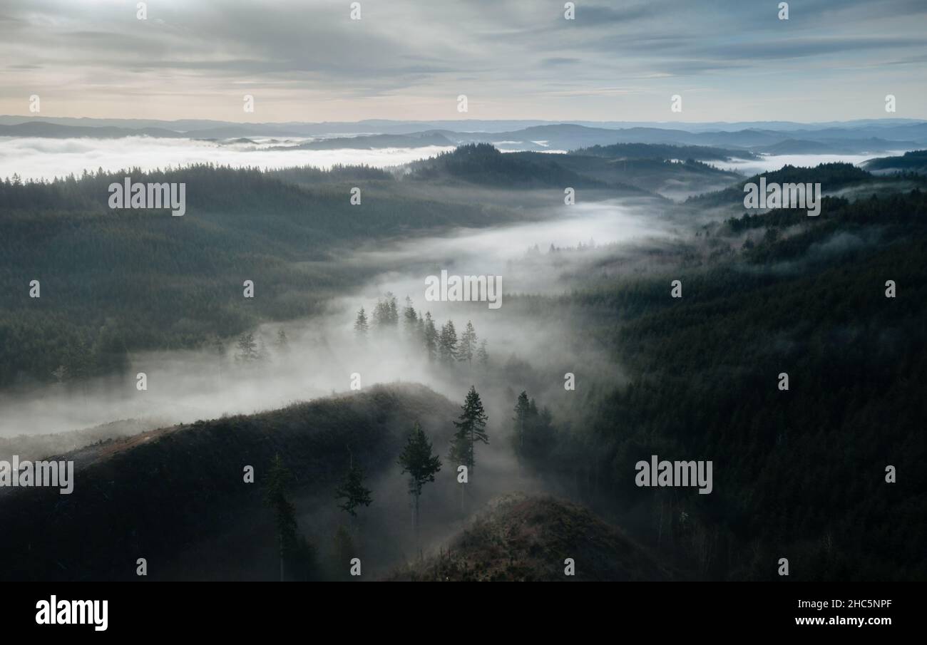 Washington fog pine trees hi-res stock photography and images - Alamy