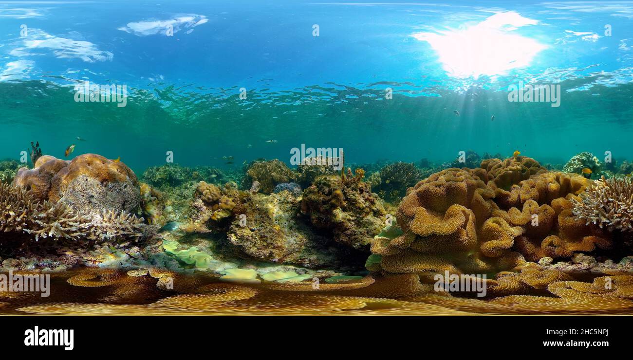 Tropical fishes and coral reef at diving. Underwater world with corals ...