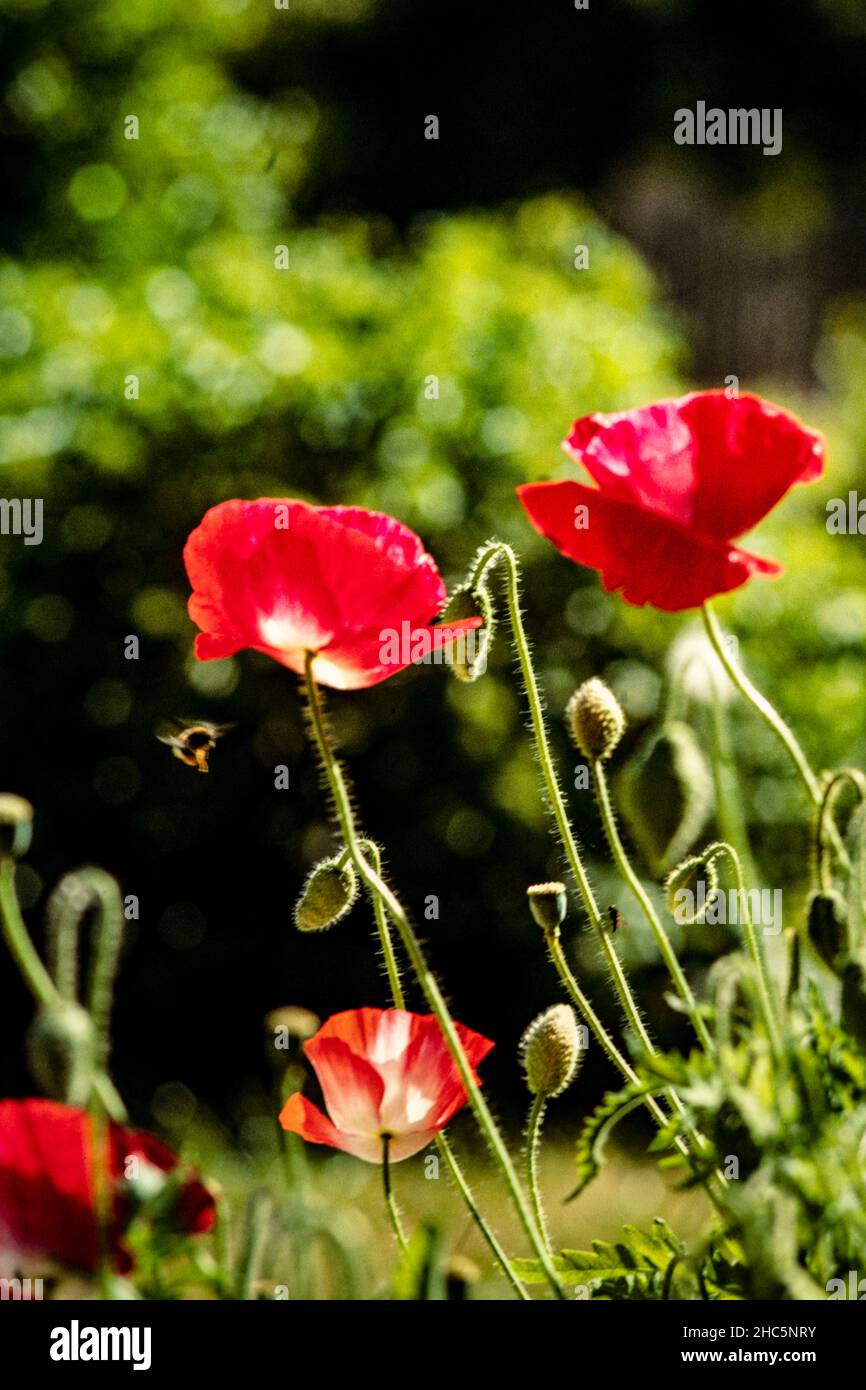 Poppy flower as a symbol of natures structures and beauty in their ...