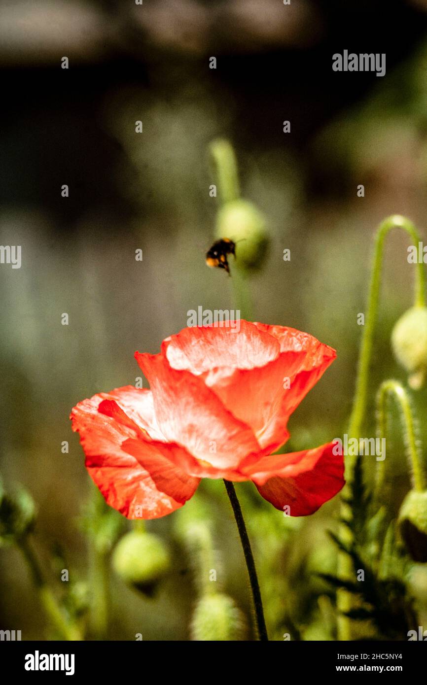 Poppy flower as a symbol of natures structures and beauty in their ...