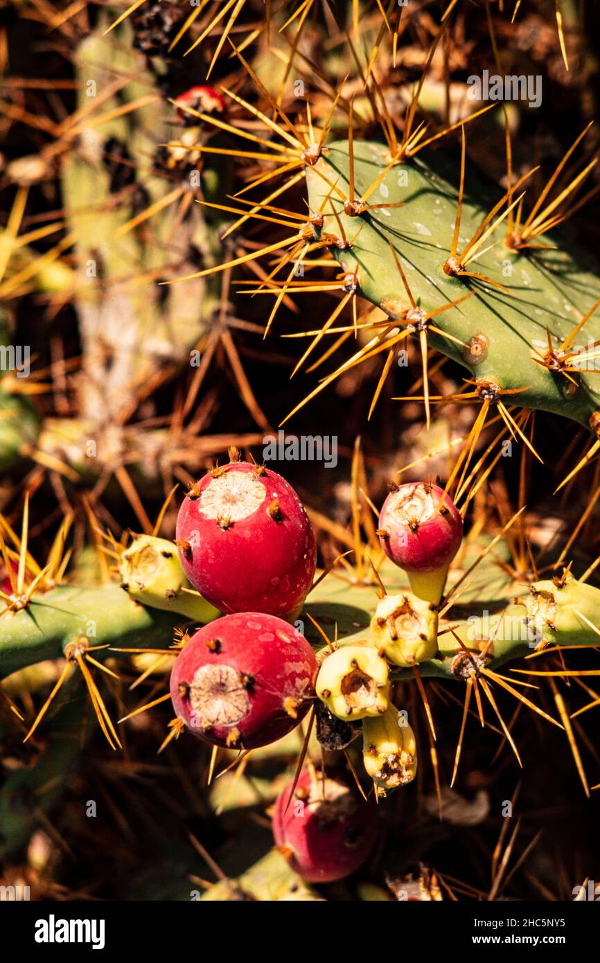 Spikey Prickly Pear cactus (family, Cactaceae ) in fruit with strong ...